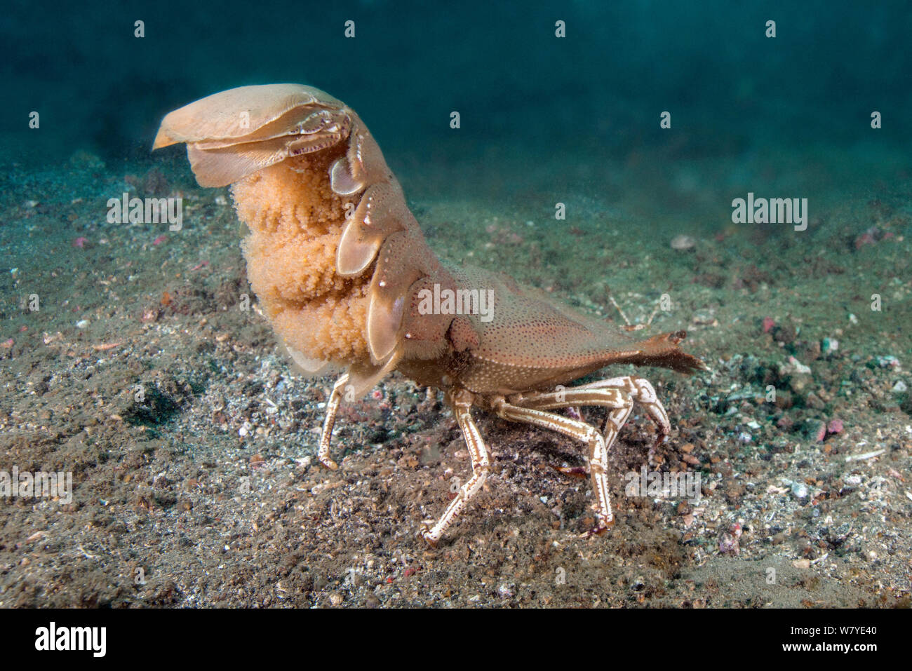 Thenus orientalis hi-res stock photography and images - Alamy