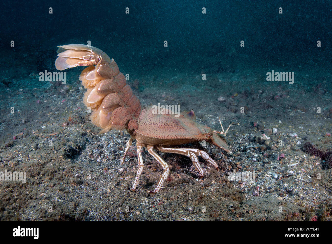 Female oriental slipper lobster (Thenus orientalis) with eggs, Lembeh ...