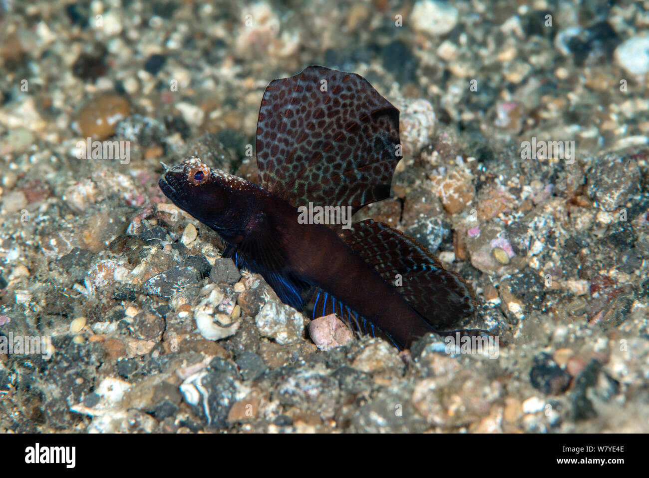 Mosaic-fin Shrimp Goby (Flabelligobius sp.) Lembeh Strait, North ...