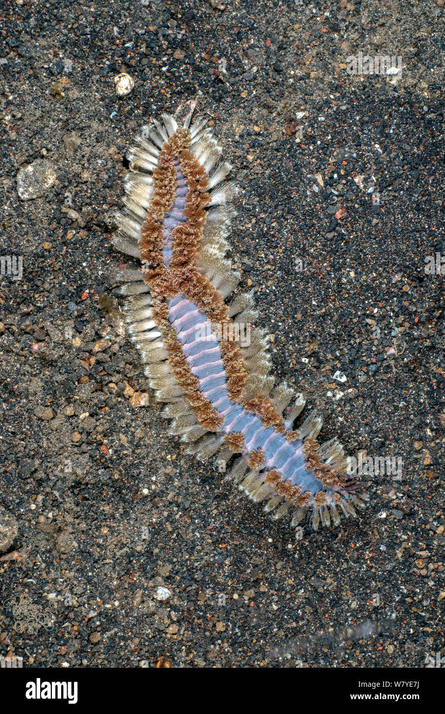 Fire bristle worm hi-res stock photography and images - Alamy