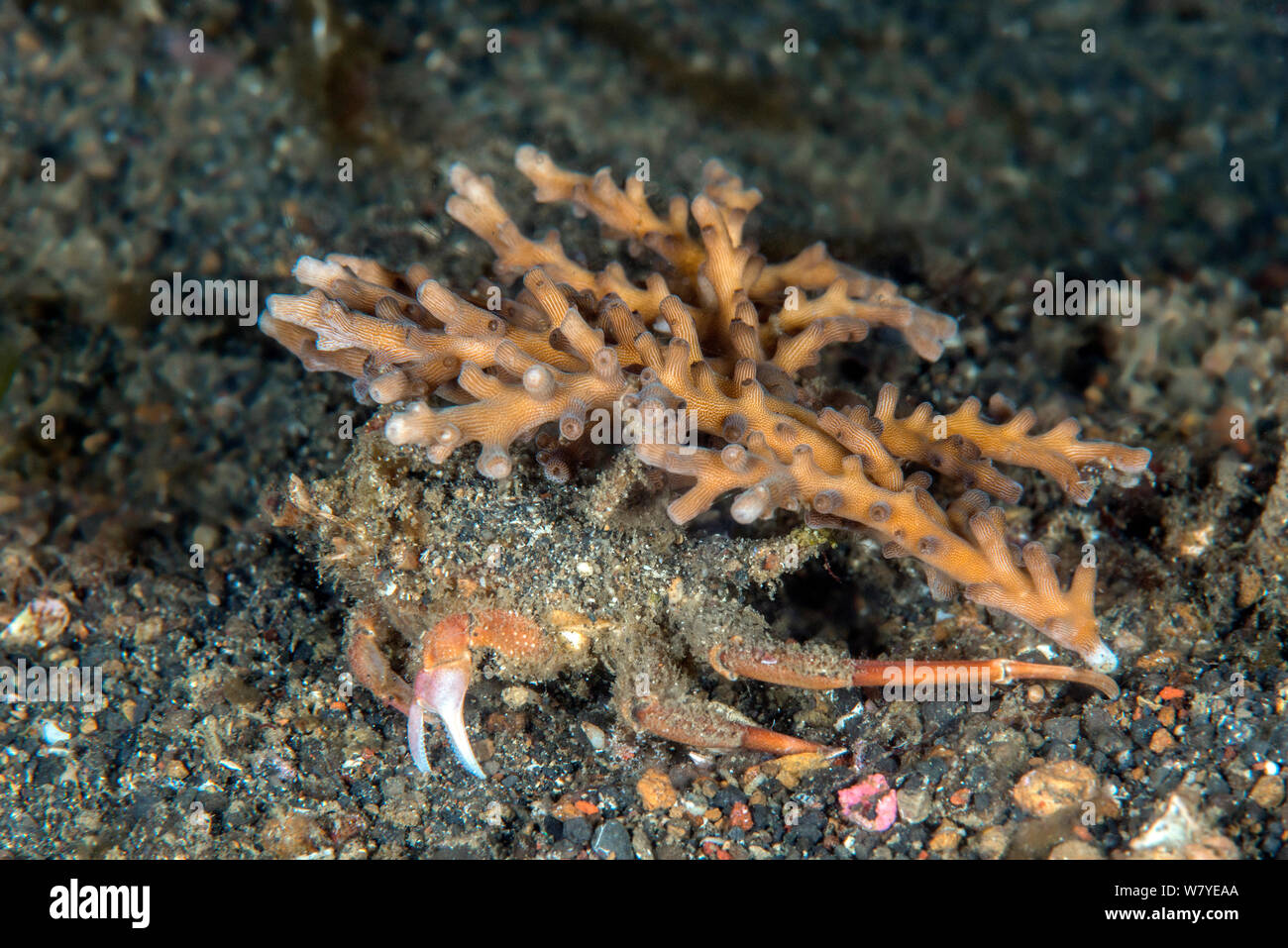 Sumo crab hi-res stock photography and images - Alamy