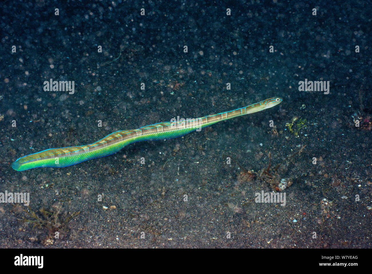 Hair-tail blenny (Xiphasia setifer) adult swimmin away from its burrow ...