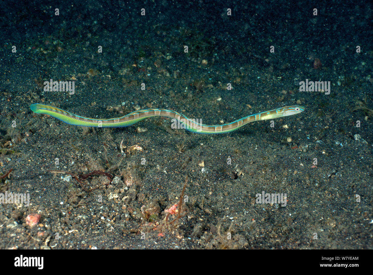 Hair-tail blenny (Xiphasia setifer) adult swimmin away from its burrow ...