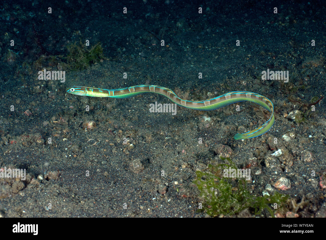 Hair-tail blenny (Xiphasia setifer) adult swimmin away from its burrow ...