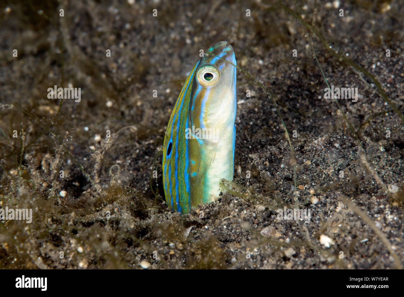 Hair-tail blenny (Xiphasia setifer) adult coming out of its burrow ...