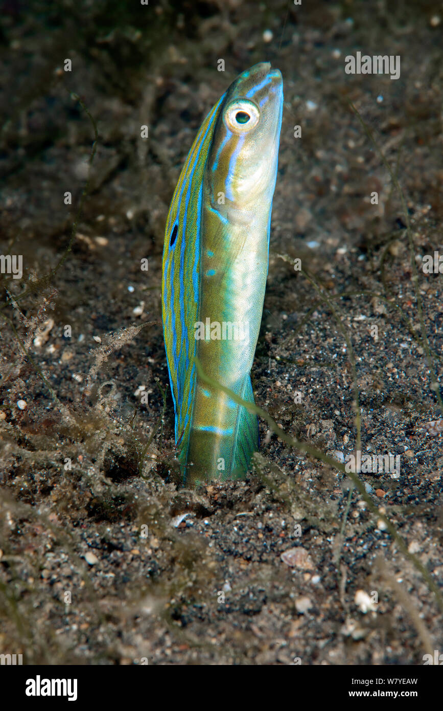 Xiphasia setifer hi-res stock photography and images - Alamy