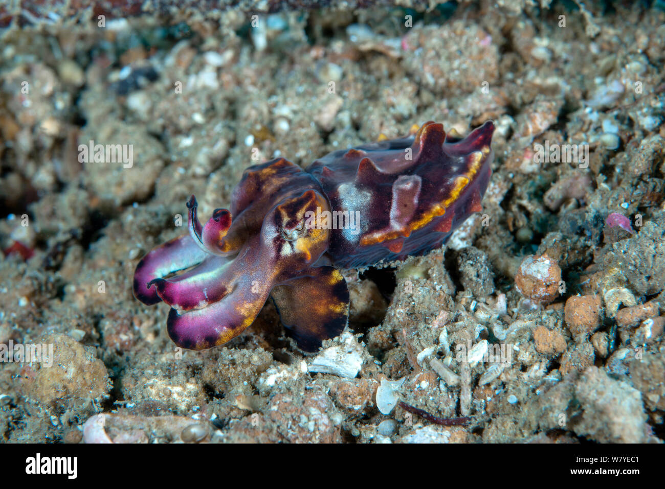 Aposematic coloration hi-res stock photography and images - Alamy