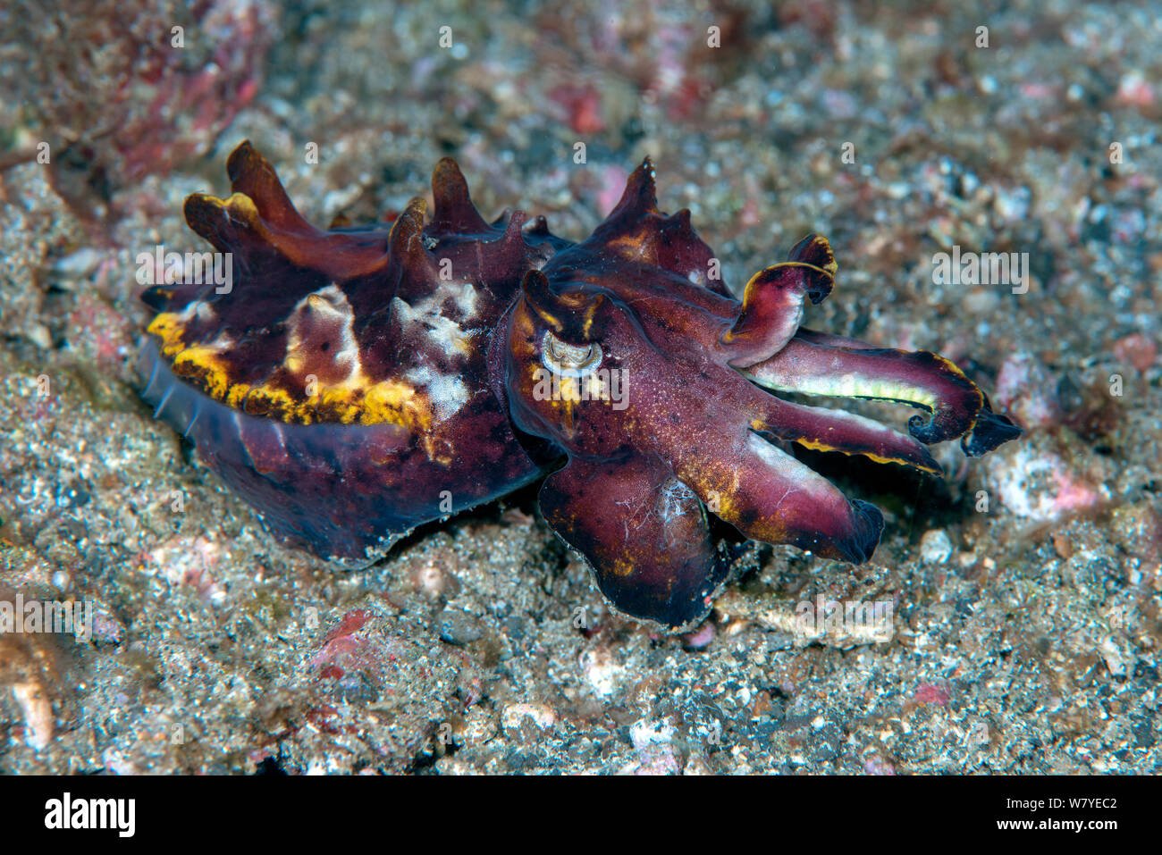 Aposematic coloration hi-res stock photography and images - Alamy