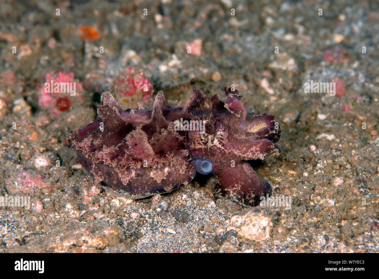 Walking the ocean floor hi-res stock photography and images - Alamy