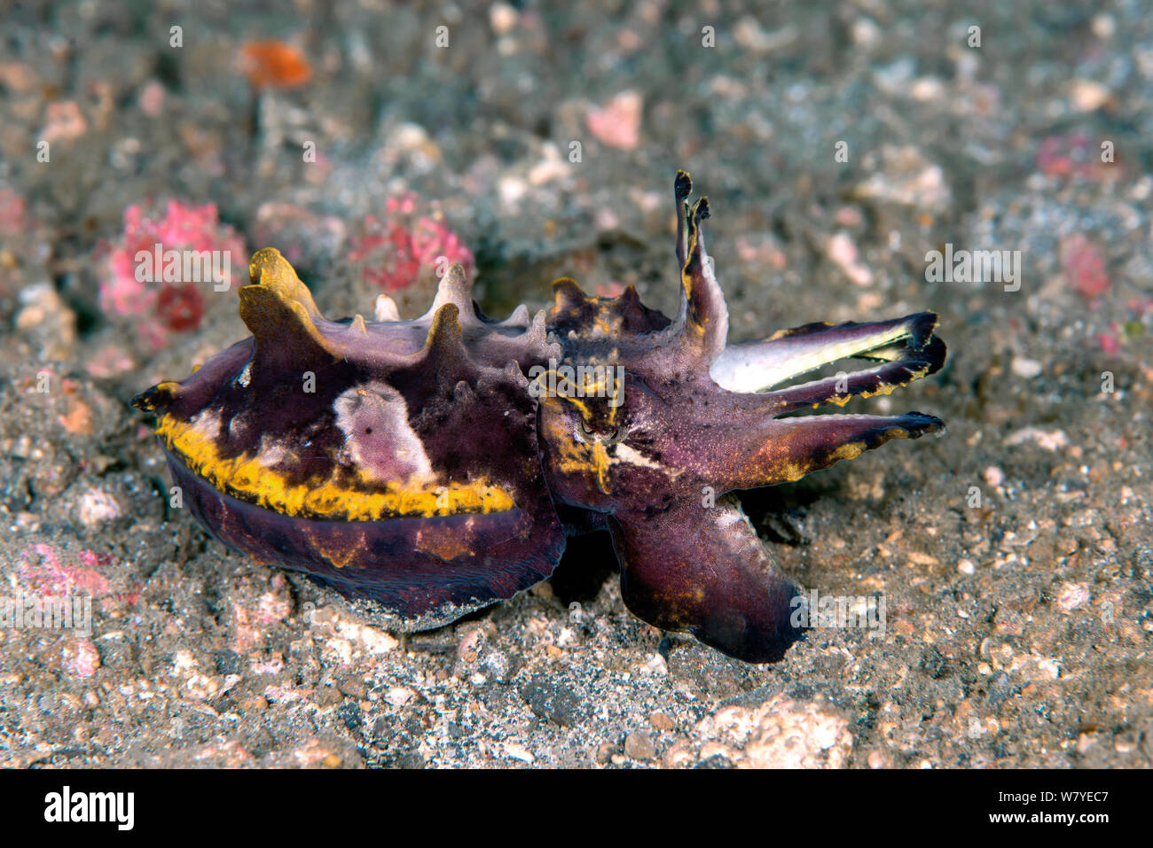 Aposematic coloration hi-res stock photography and images - Alamy