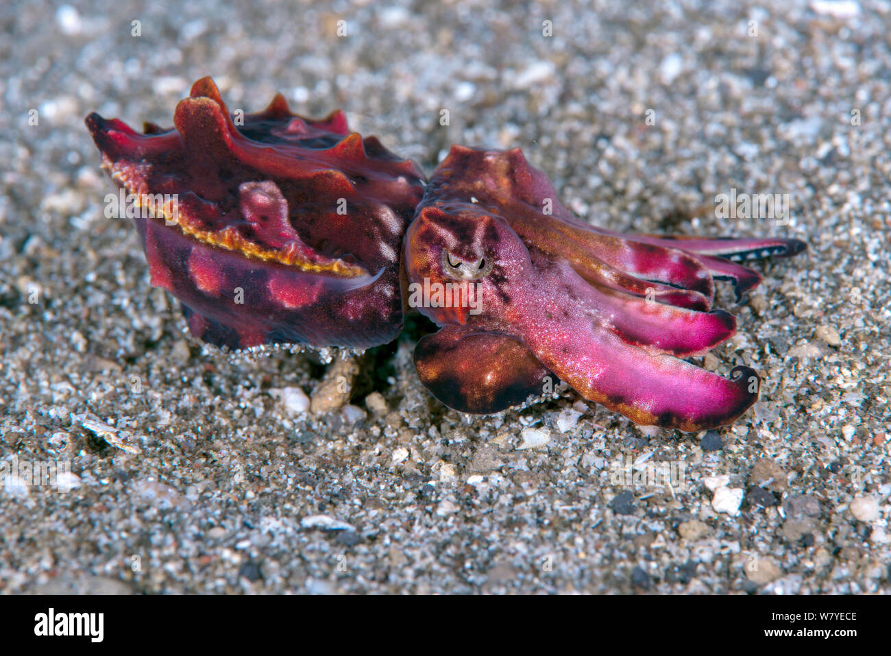 Flamboyant cuttlefish (Metasepia pfefferi) young swimming and ...