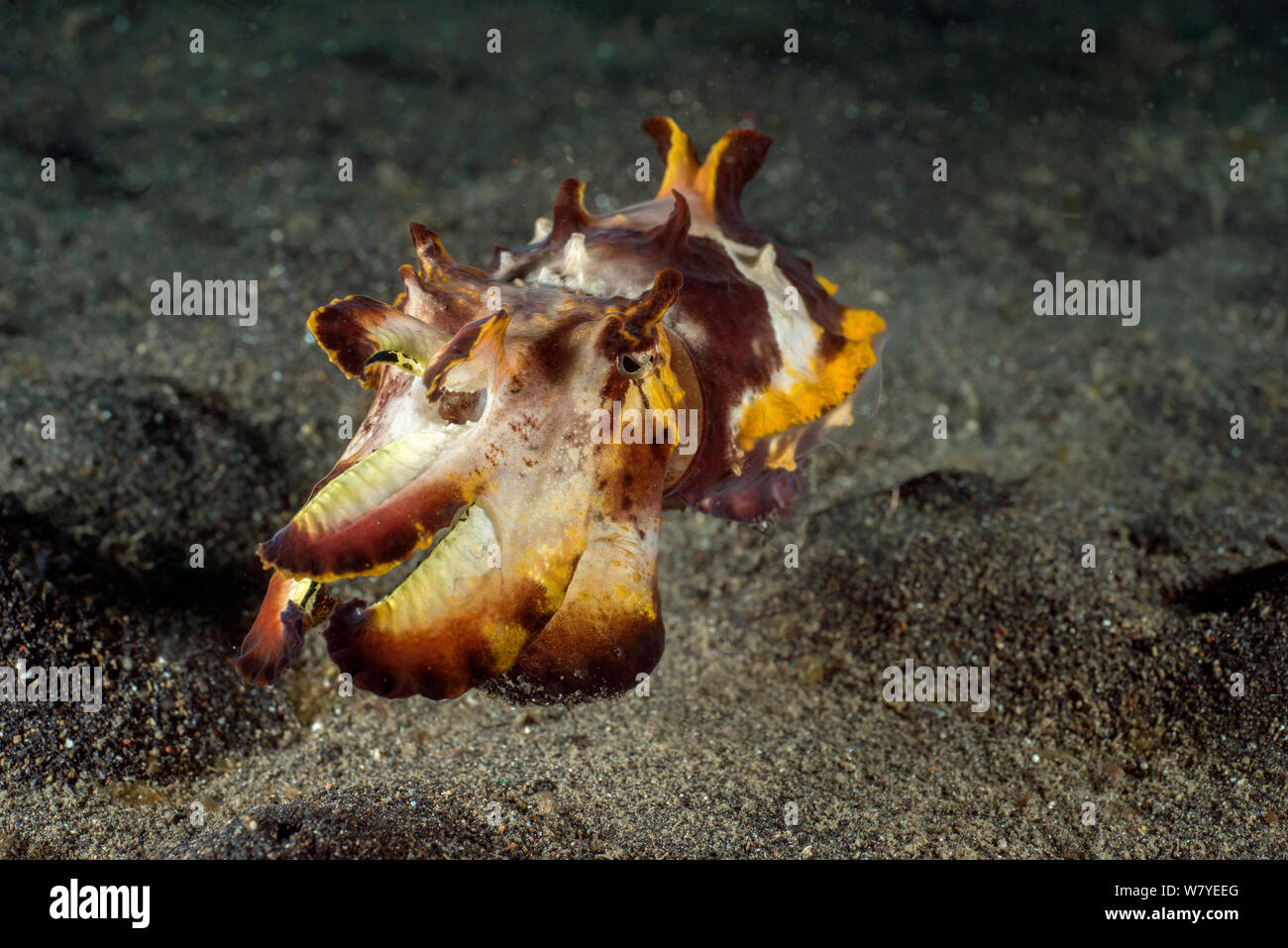 Warning colours aposematic coloration hi-res stock photography and ...