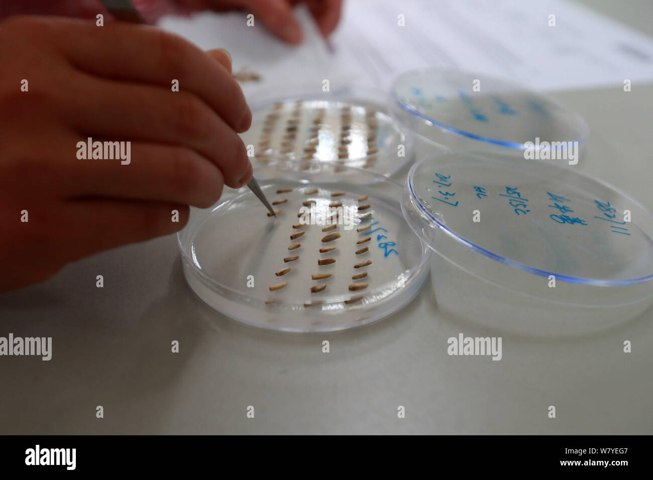 A Chinese researcher puts plant seeds into a petri dish at the ...