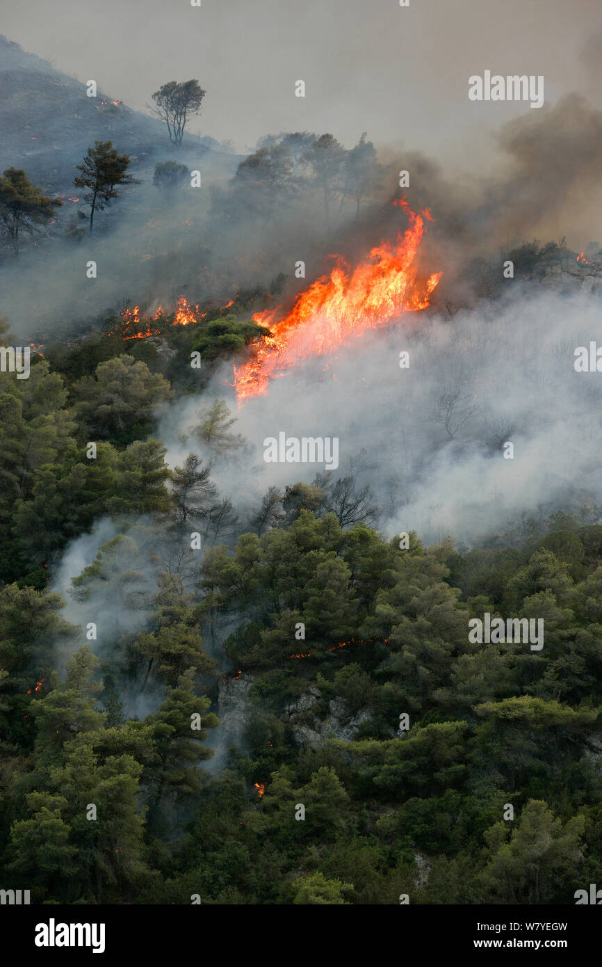 Mediterranean pines (Pinus halepensis) in forest fire, taken from the ...