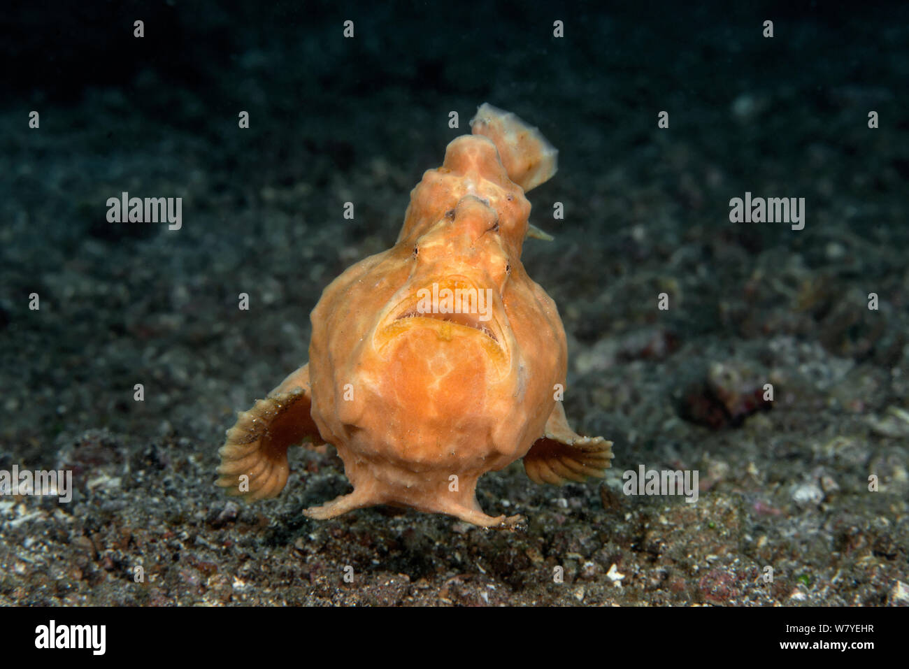 Giant anglerfish (Antennarius commerson) swimming awkwardly to its new ...