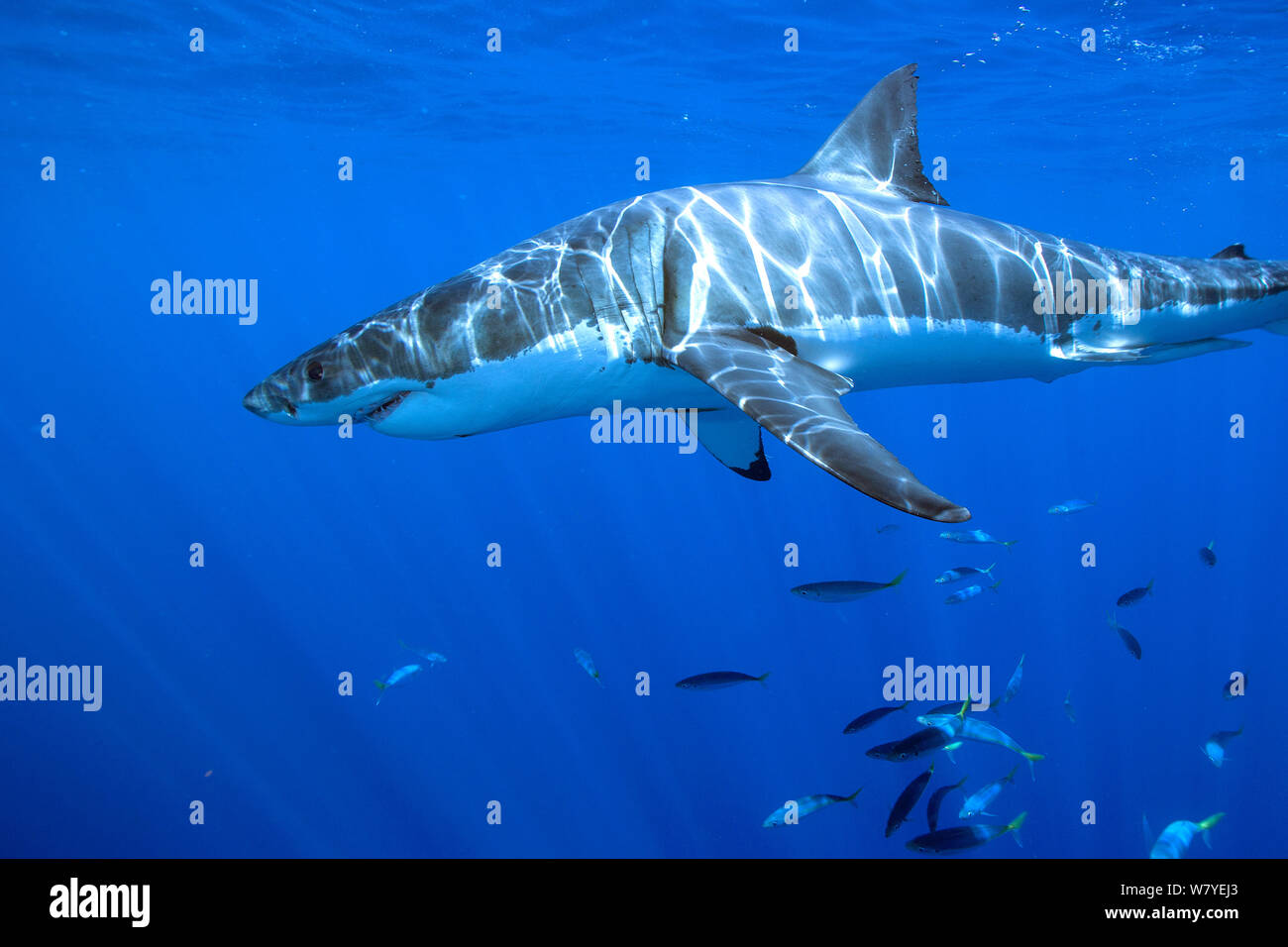 Great white shark (Carcharodon carcharias) in threat posture with stiff ...