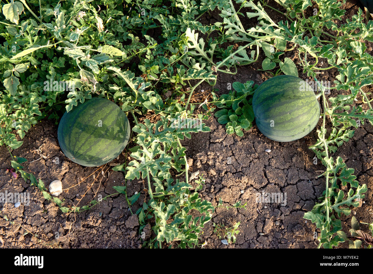 Watermelon (Citrullus lanatus) Evia Island, Greece, July Stock Photo ...