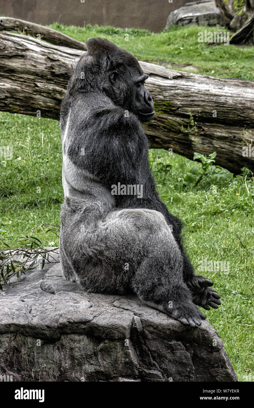 Gorilla. Full body side shot and sitting on a rock and looking to the ...