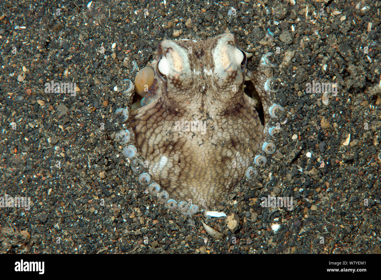Burrow in sand hi-res stock photography and images - Alamy