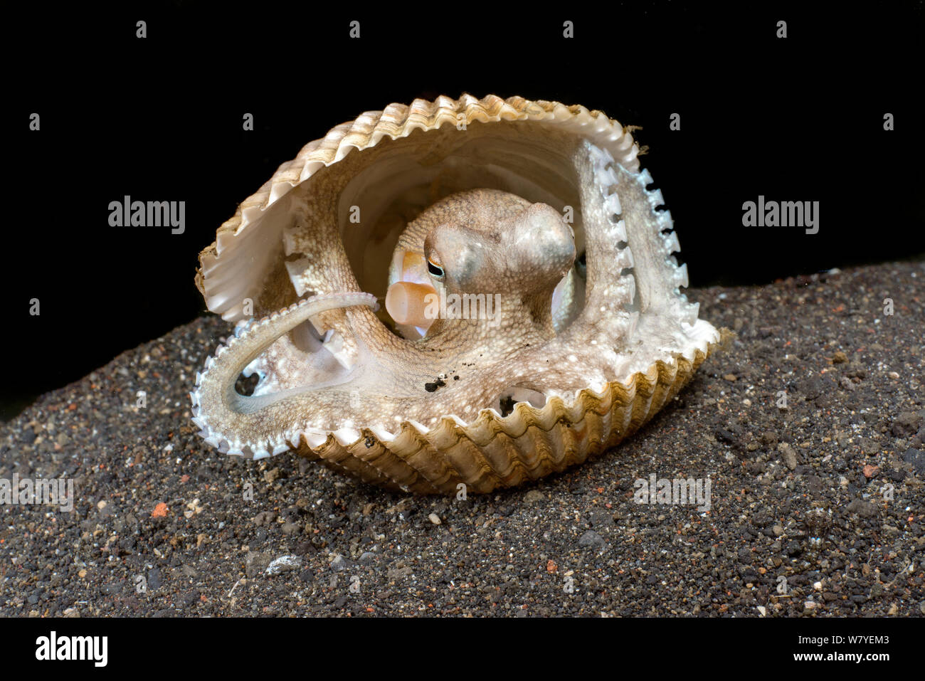 Octopus striolatus hi-res stock photography and images - Alamy