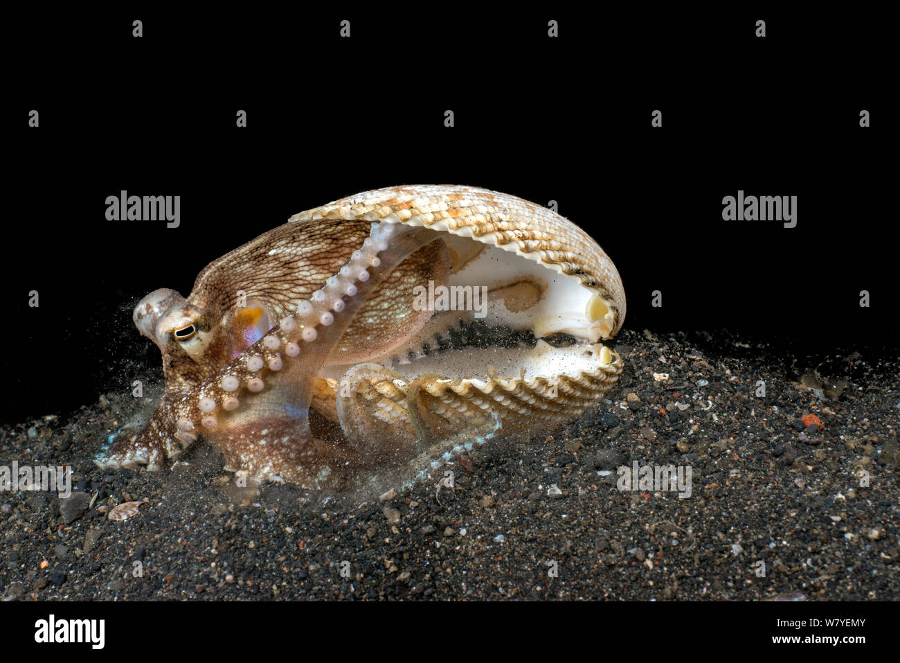 Octopus in its home hi-res stock photography and images - Alamy
