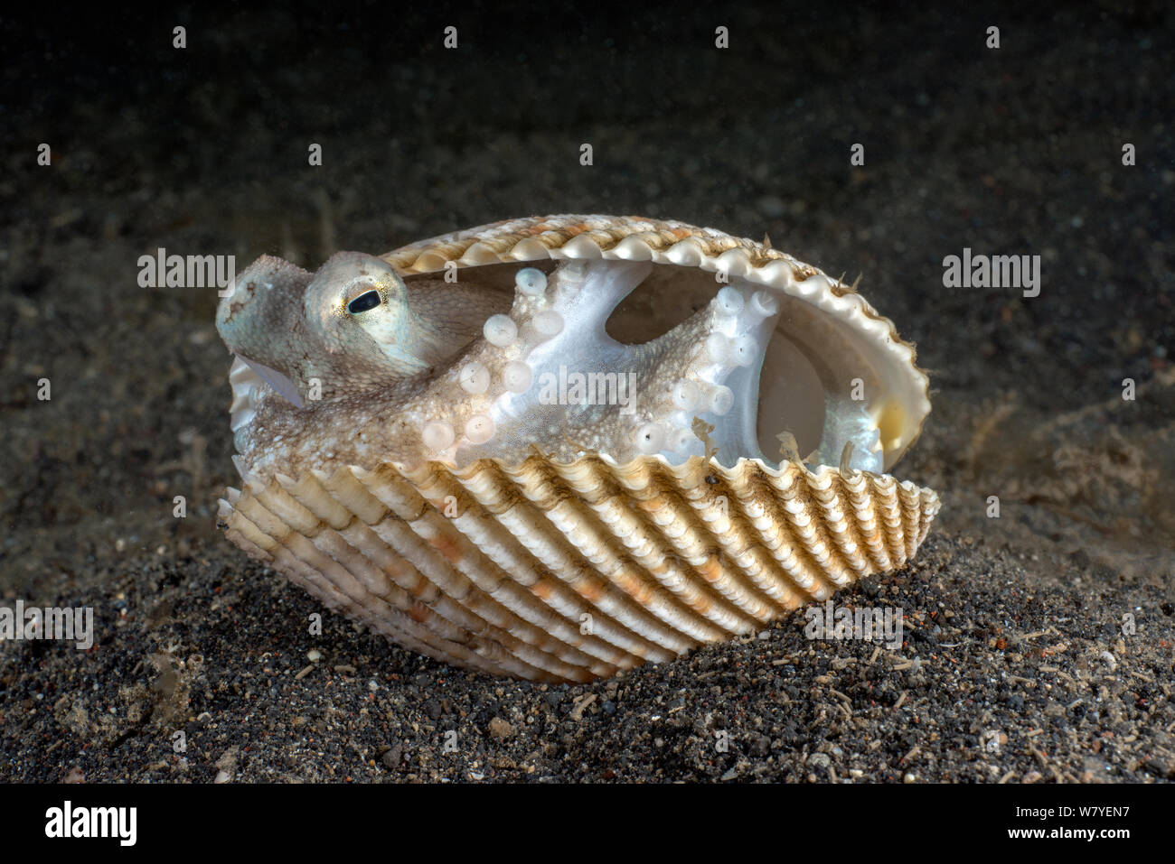 Octopus and out of water hi-res stock photography and images - Alamy