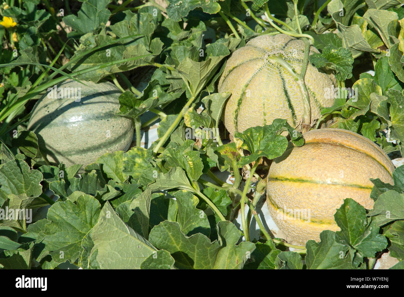 Netted fruit hi-res stock photography and images - Alamy