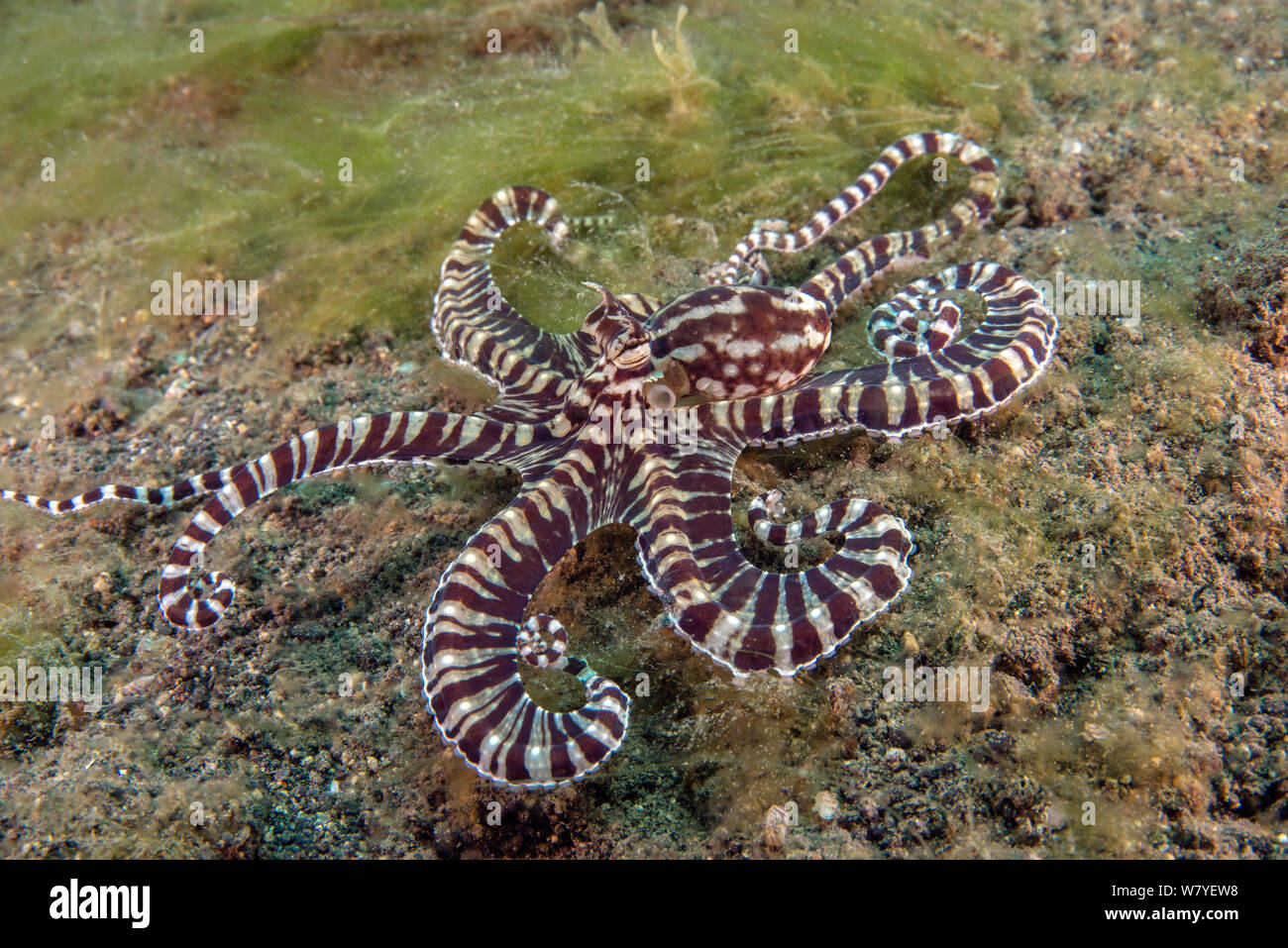 Mimic octopus (Thaumoctopus mimicus) displaying while moving over its ...