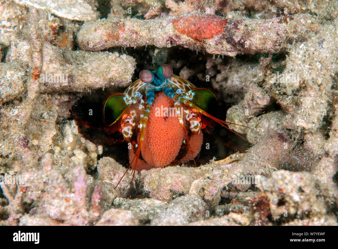 Gonodactylus hi-res stock photography and images - Alamy