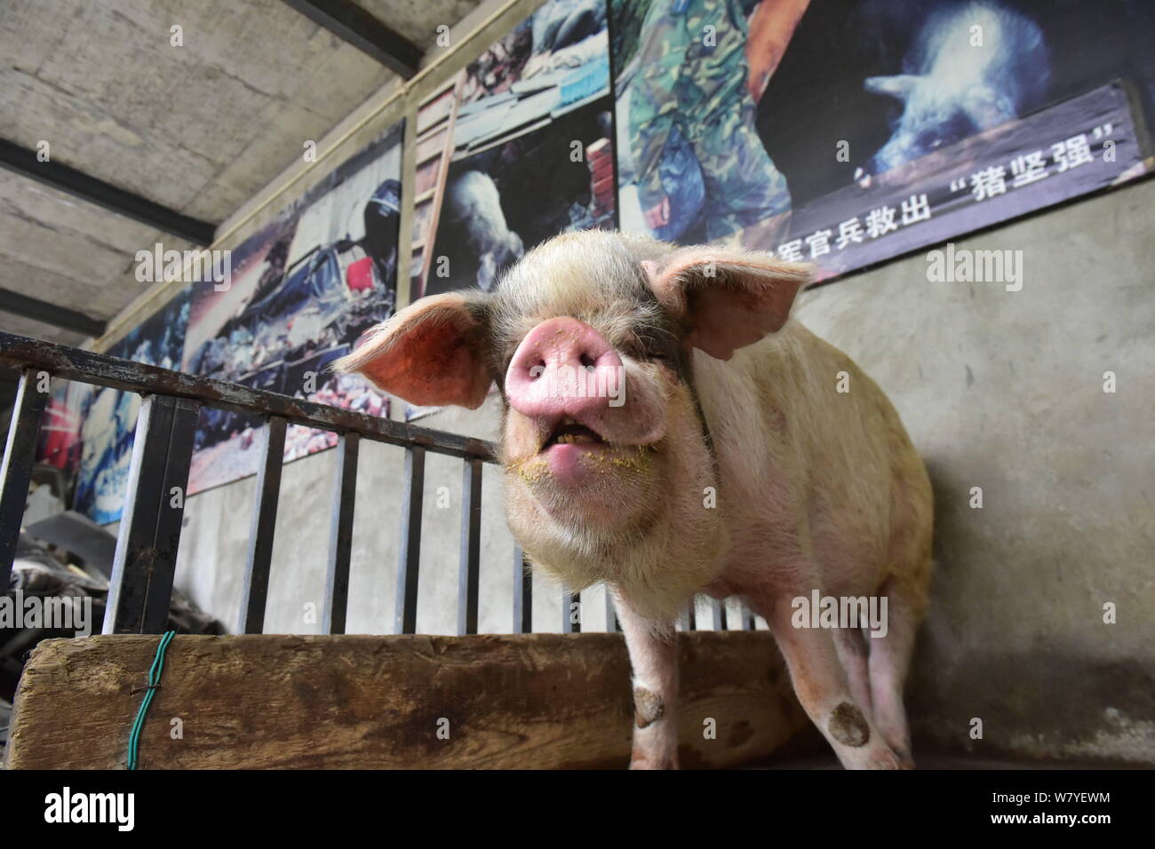Strong willed pig hi-res stock photography and images - Alamy