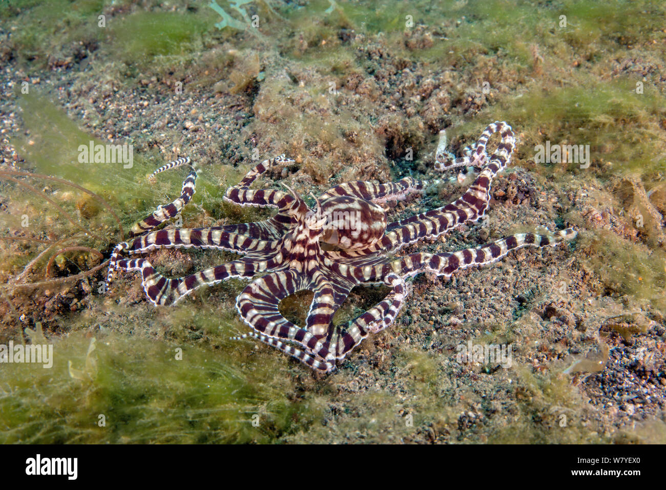 Octopus underwater habitat hi-res stock photography and images - Alamy