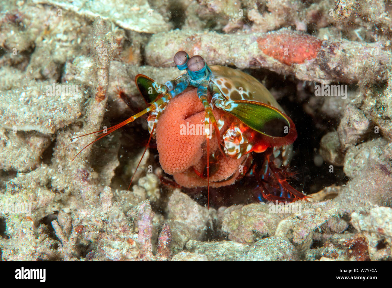 Cancer scyllarus hi-res stock photography and images - Alamy