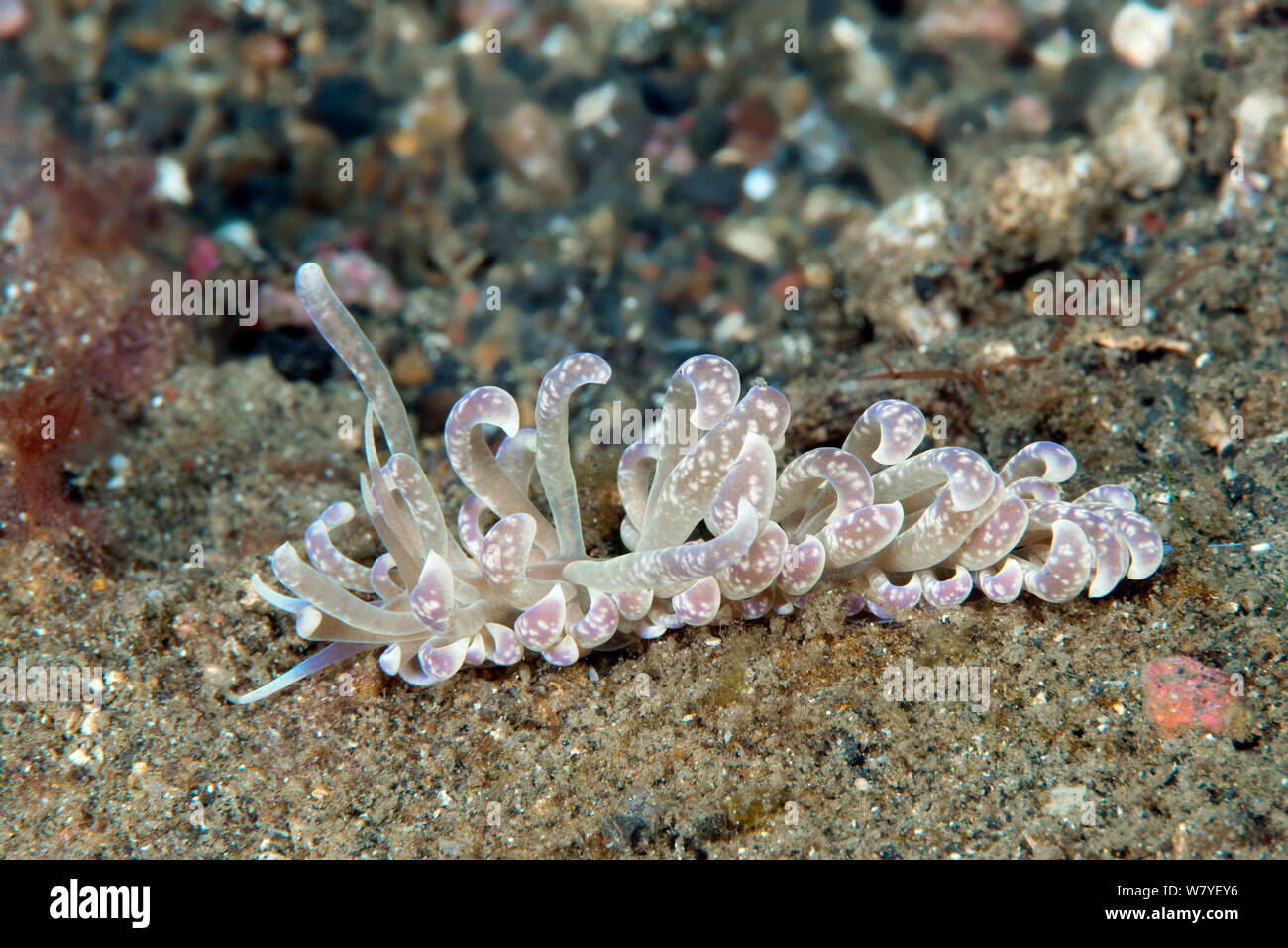 Guamensis hi-res stock photography and images - Alamy