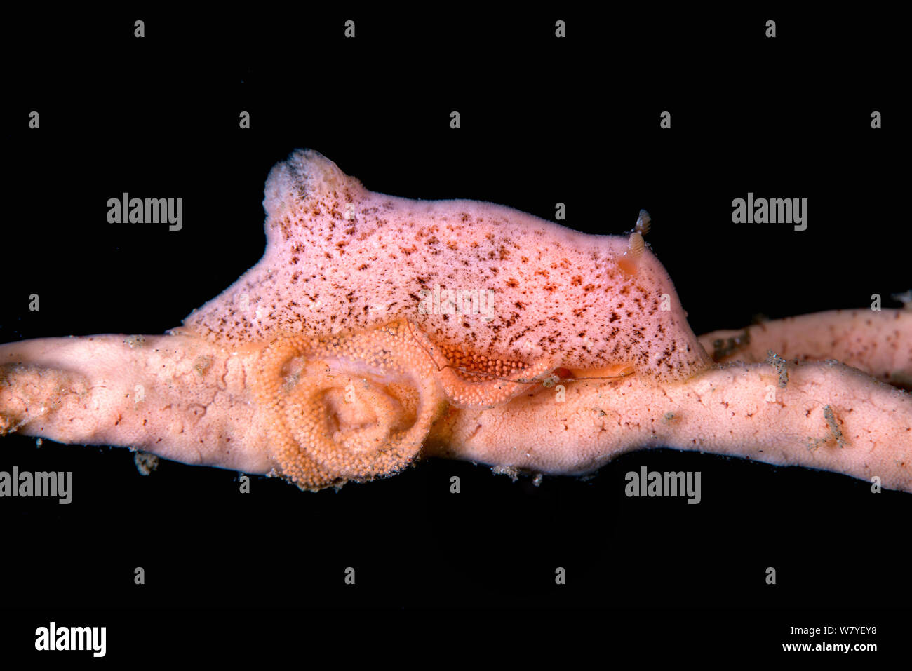 Nudibranch on eggs hi-res stock photography and images - Alamy
