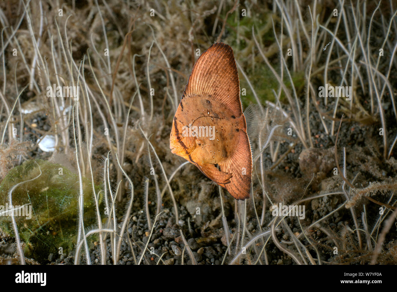 Circular spadefish platax orbicularis hi-res stock photography and ...