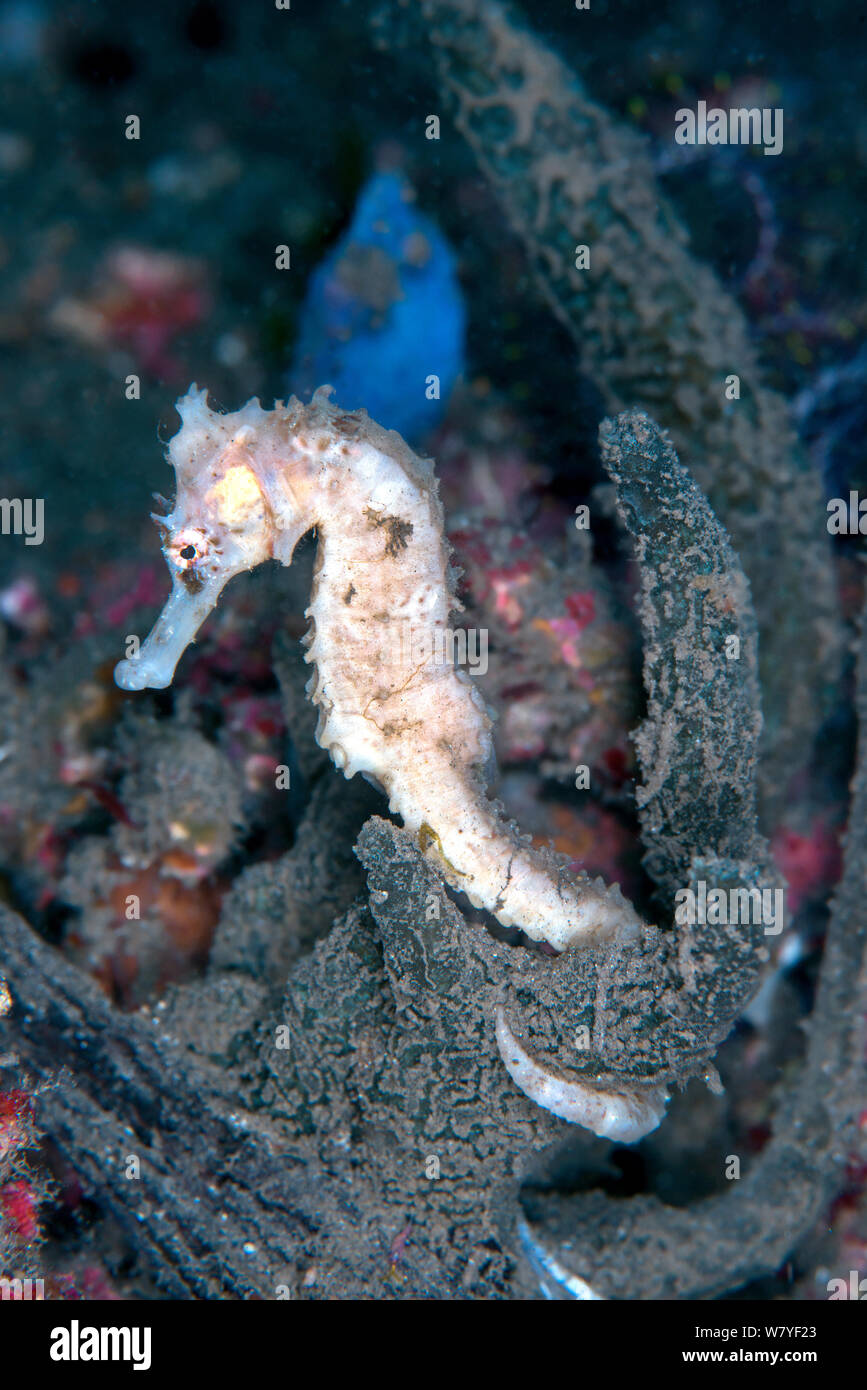 Seahorse tail wrapped hi-res stock photography and images - Alamy
