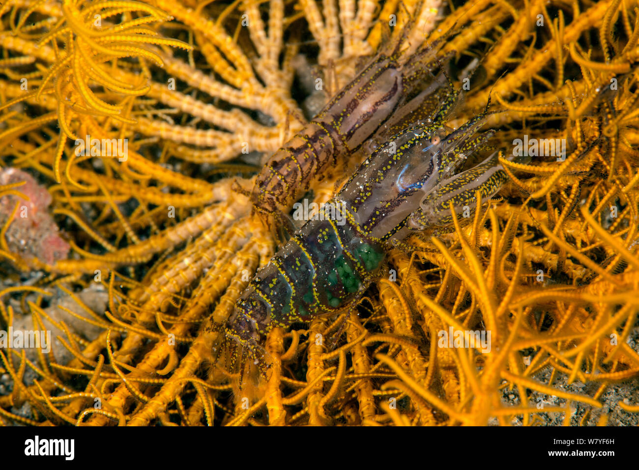 Stimpson's snapping shrimp (Synalpheus stimpsoni) pair, female with ...