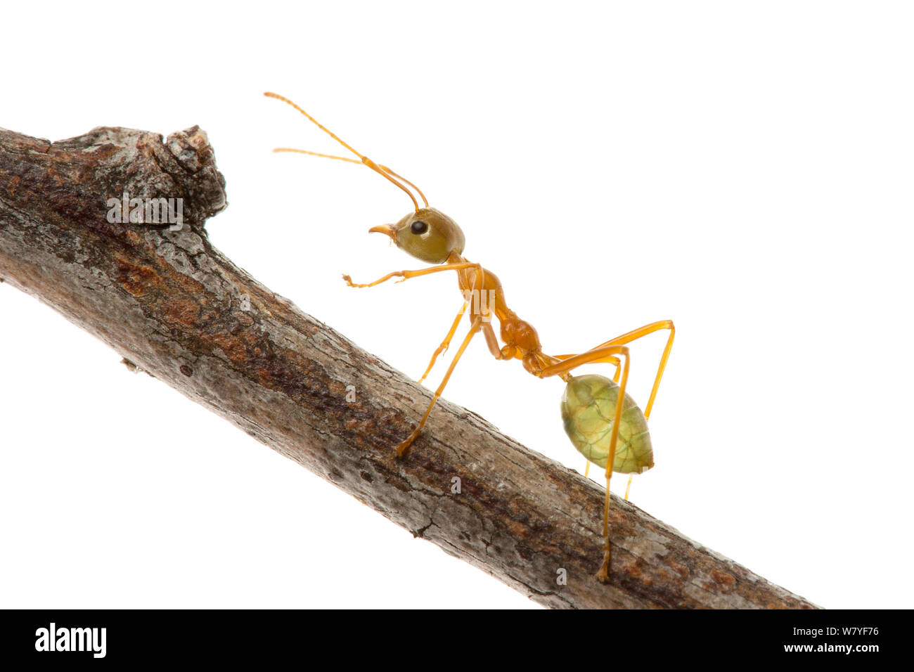 Green ants on tree Cut Out Stock Images & Pictures - Alamy