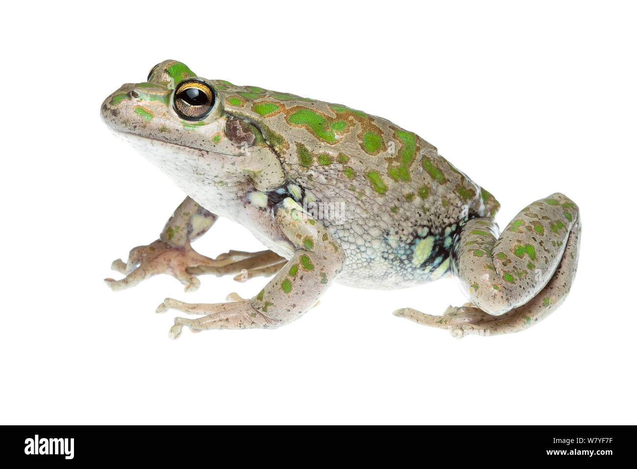 Spotted thighed tree frog hi-res stock photography and images - Alamy
