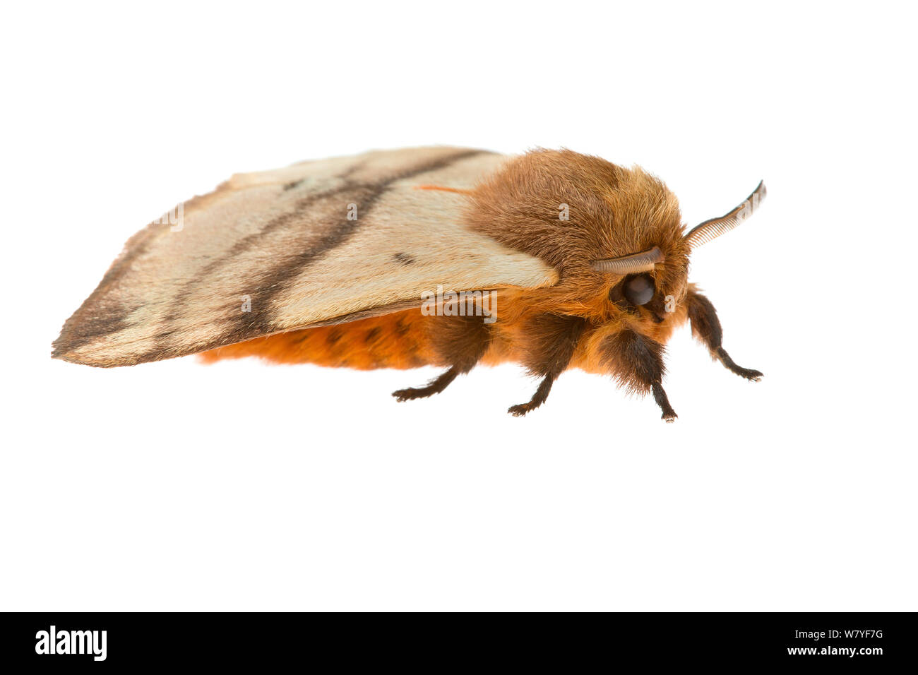 Giant Fluffy Moth