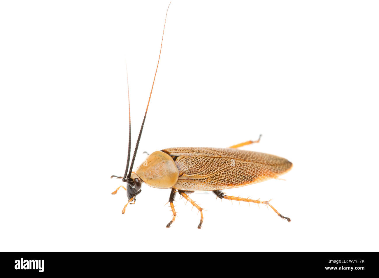 Bush cockroach (Ellipsidion humerale) nymph, Western Australia ...