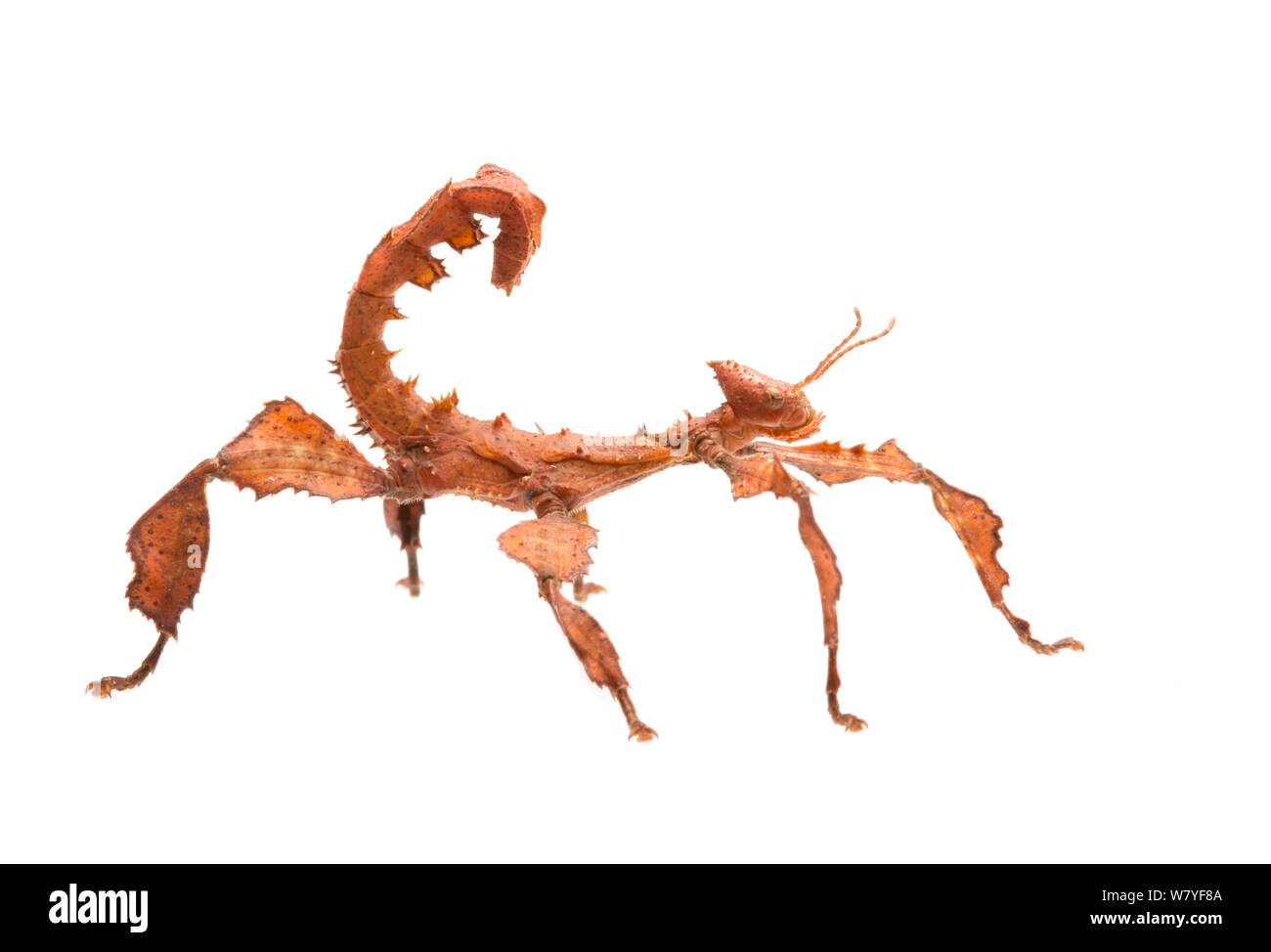 Giant prickly stick insect (Extatosoma tiaratum), Queensland, Australia ...