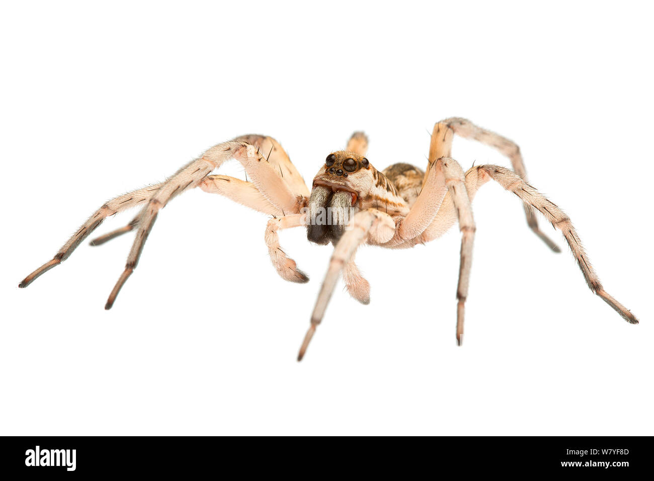 Wolf spider australia hi-res stock photography and images - Alamy