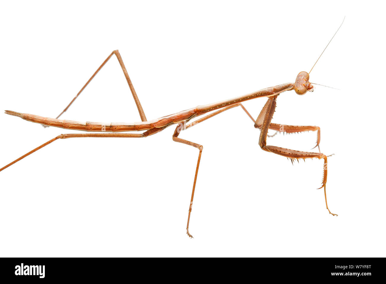 Australasia mantis hi-res stock photography and images - Alamy