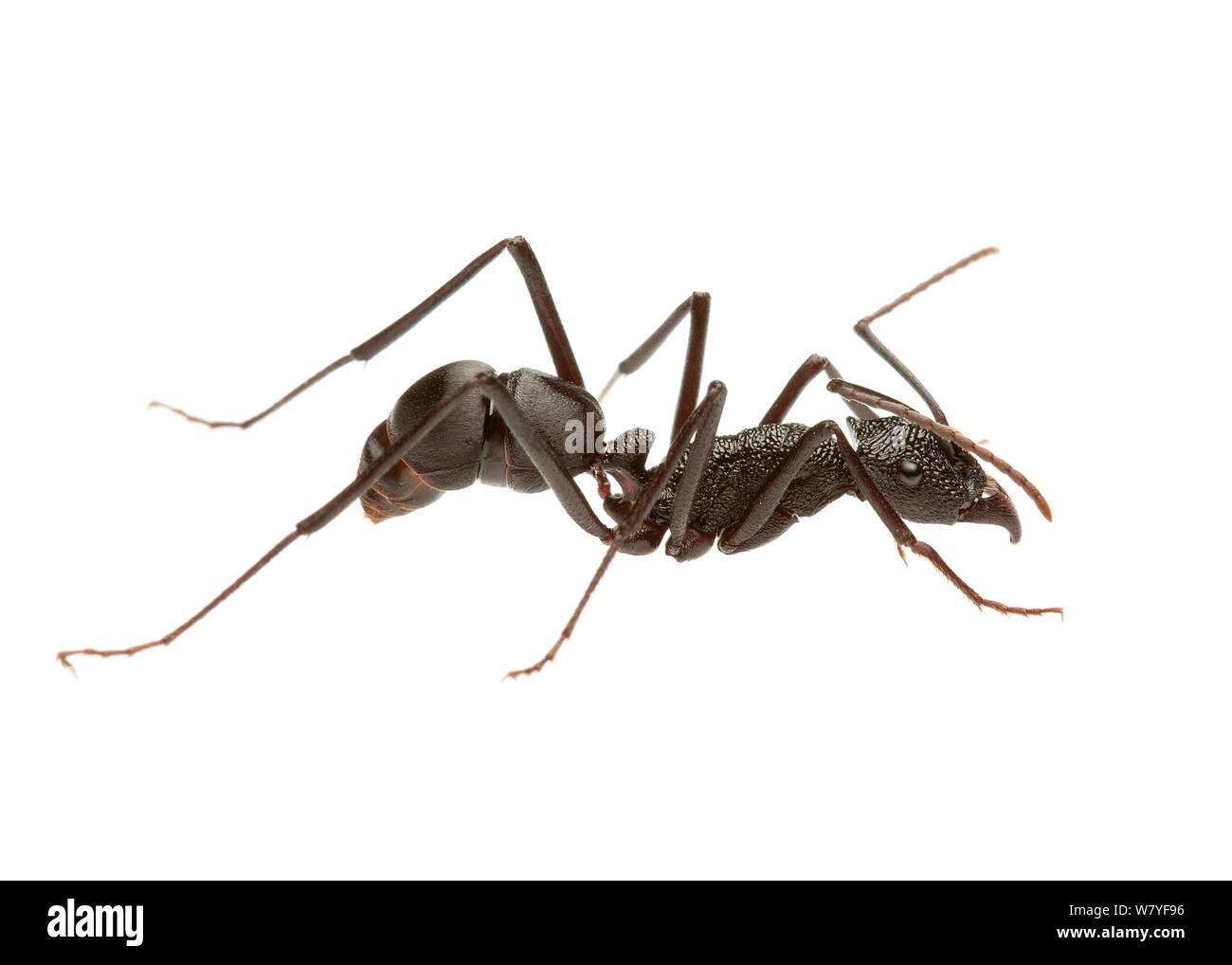 Lily wildlife hi-res stock photography and images - Alamy