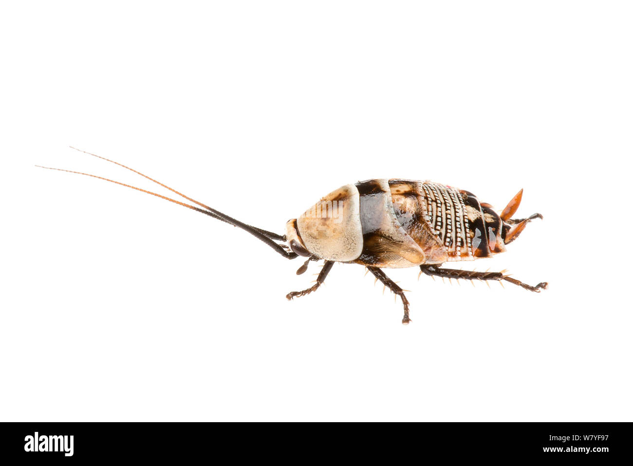 Bush cockroach Cut Out Stock Images & Pictures - Alamy