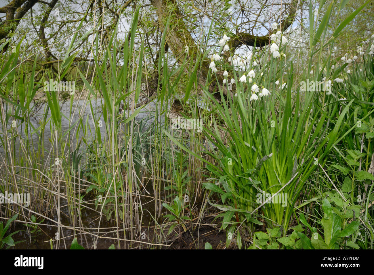 River loddon lily hi-res stock photography and images - Alamy