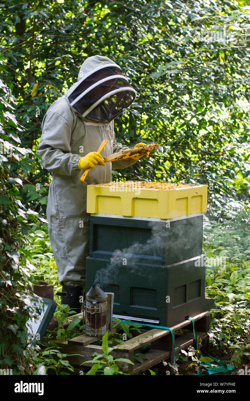 Beekeepers hi-res stock photography and images - Alamy