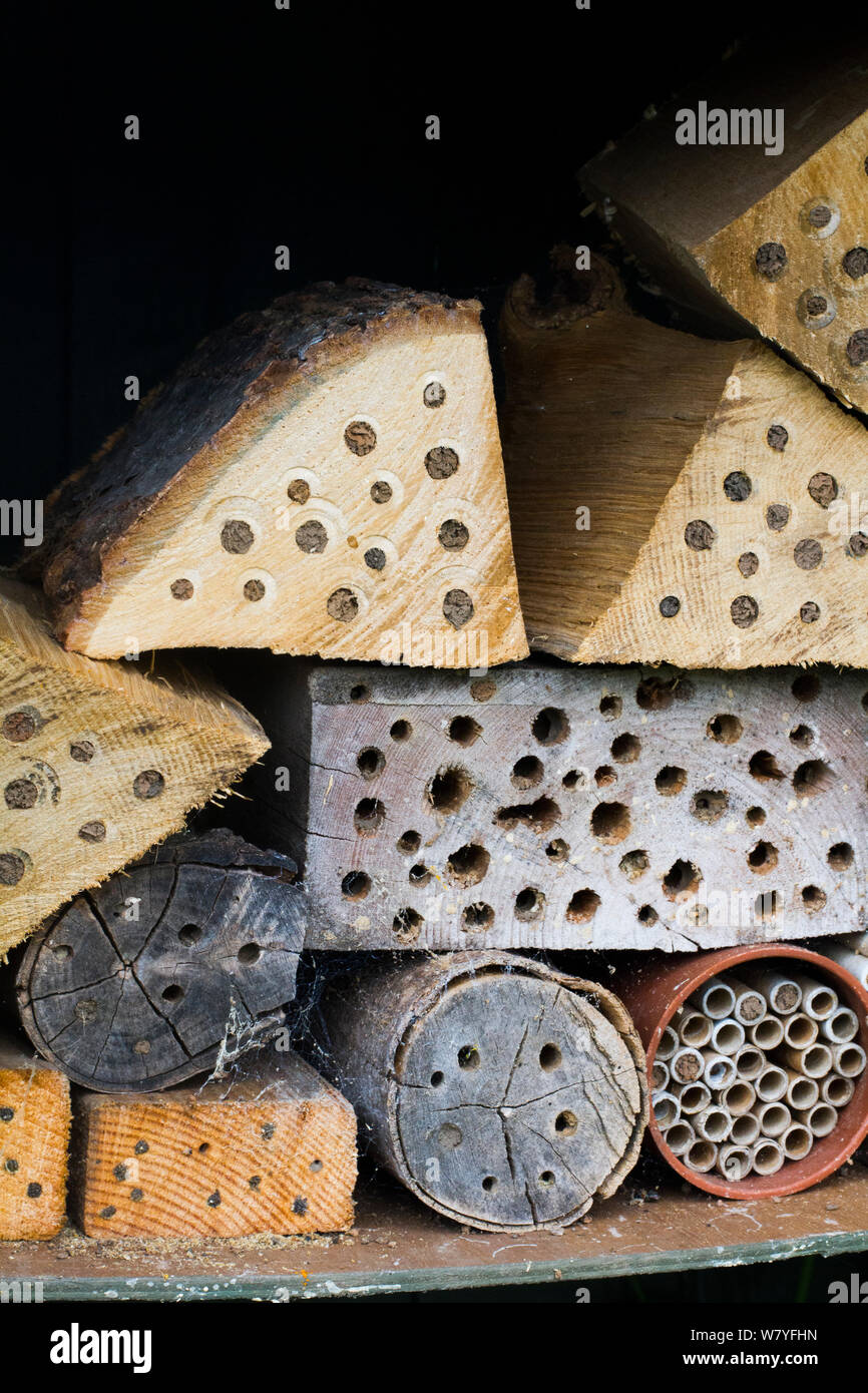 Nest sites for solitary bees, drilled into logs, Chepstow, Wales, UK ...