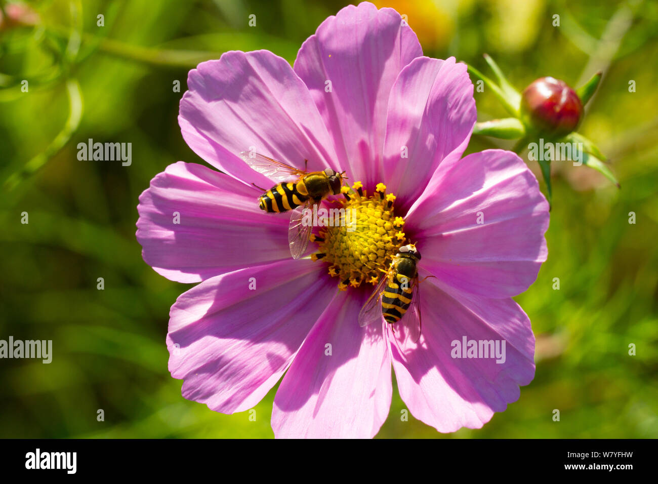 Insects outside hi-res stock photography and images - Alamy